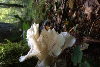 Fungi | The Wildlife Trusts