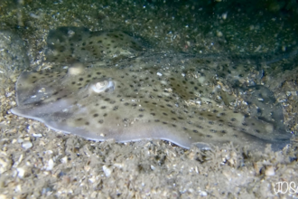 Cuckoo ray | The Wildlife Trusts