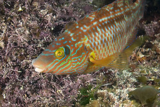 Ballan wrasse | The Wildlife Trusts
