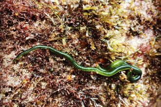 Worms | The Wildlife Trusts
