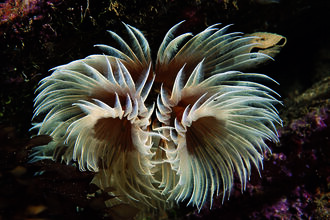 Spirorbis tube worm | The Wildlife Trusts