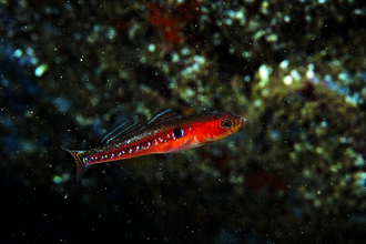 Rock goby | The Wildlife Trusts