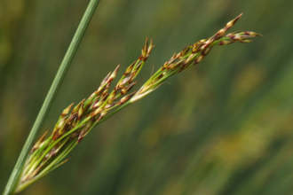 Soft rush | The Wildlife Trusts