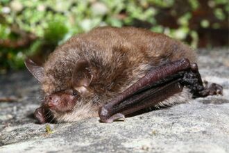 Mammals | The Wildlife Trusts