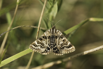 Moths | The Wildlife Trusts