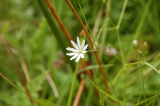 Greater stitchwort | The Wildlife Trusts