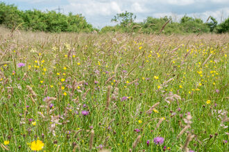 Biodiversity Net Gain Units for Sale | The Wildlife Trusts