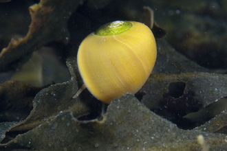 Edible periwinkle | The Wildlife Trusts