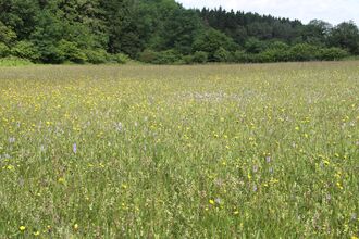 Coronation Meadows | The Wildlife Trusts