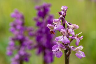Coronation Meadows | The Wildlife Trusts