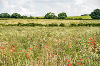 Biodiversity Net Gain | The Wildlife Trusts