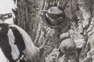 Cy Baker biro artist X The Wildlife Trusts | The Wildlife Trusts