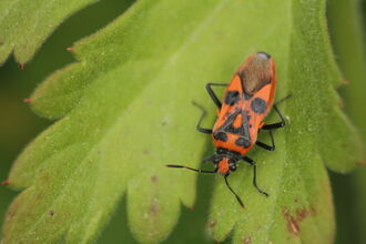 Bugs | The Wildlife Trusts