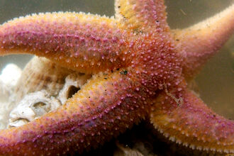 Seven armed starfish | The Wildlife Trusts