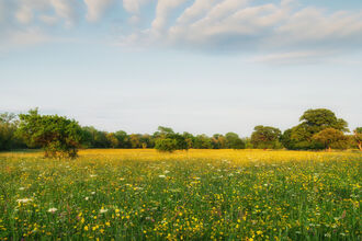 Coronation Meadows | The Wildlife Trusts