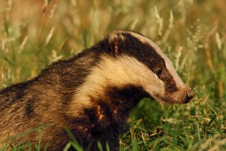 Badgers | The Wildlife Trusts