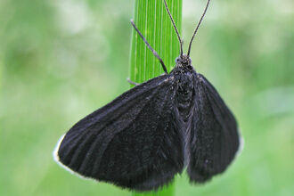 Mint moth | The Wildlife Trusts