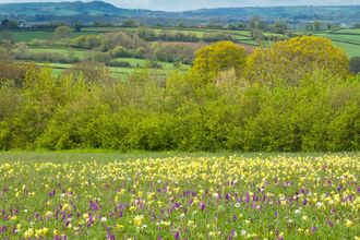 Coronation Meadows | The Wildlife Trusts