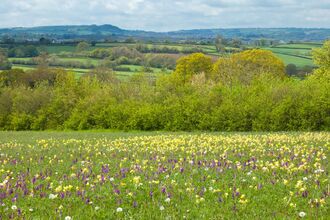 Coronation Meadows | The Wildlife Trusts