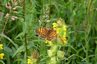Marsh fritillary | The Wildlife Trusts