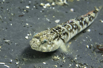 Rock goby | The Wildlife Trusts