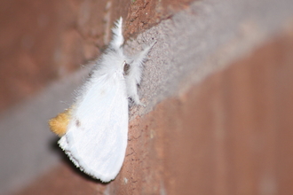 Moths | The Wildlife Trusts