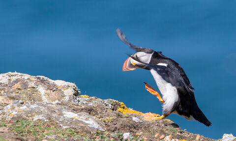 Where to see puffins | The Wildlife Trusts