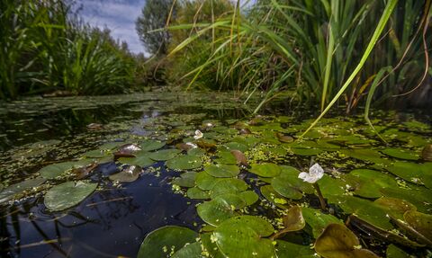 Save the Gwent Levels | The Wildlife Trusts