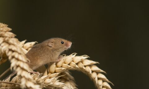 12 Days Wild | The Wildlife Trusts