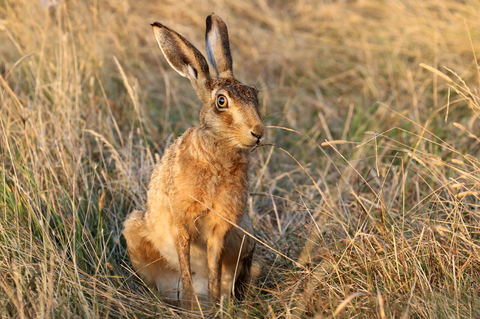 Mad as a march hare | The Wildlife Trusts