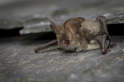 Brown long-eared bat | The Wildlife Trusts