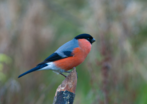 Bullfinch | The Wildlife Trusts