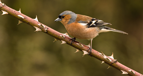 Chaffinch | The Wildlife Trusts