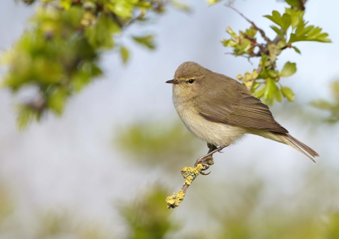 Chiffchaff | The Wildlife Trusts