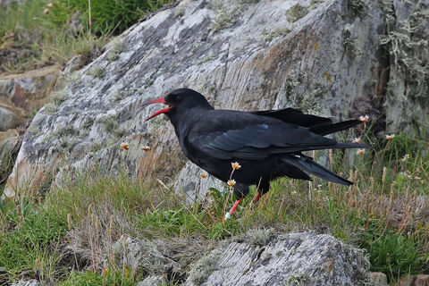 Chough | The Wildlife Trusts