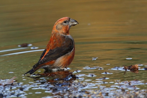 Common crossbill | The Wildlife Trusts