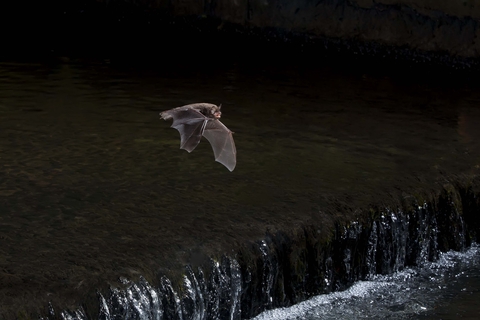 Daubenton's bat | The Wildlife Trusts