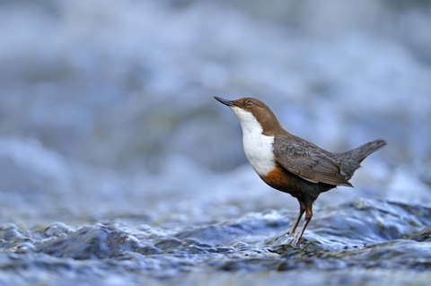 Dipper | The Wildlife Trusts