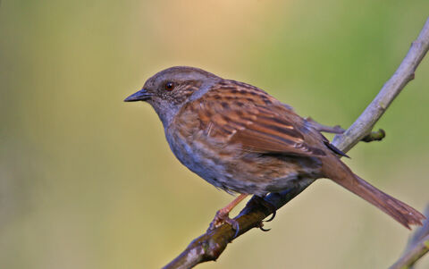 Dunnock | The Wildlife Trusts