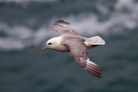 Seabirds | The Wildlife Trusts