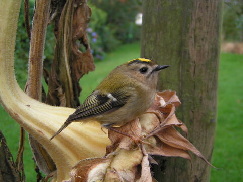Goldcrest | The Wildlife Trusts