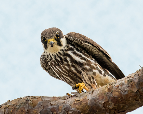 Hobby | The Wildlife Trusts