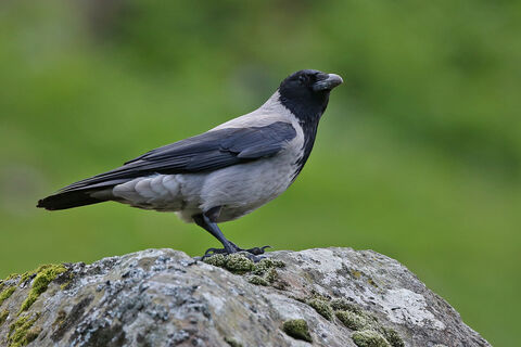 Hooded crow | The Wildlife Trusts