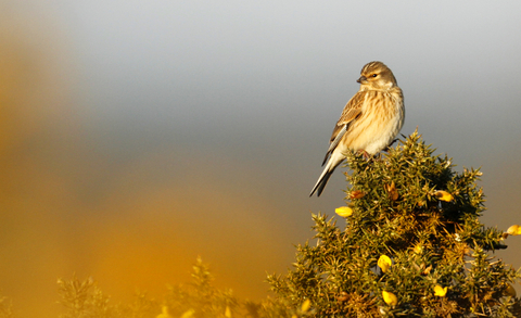 Linnet | The Wildlife Trusts