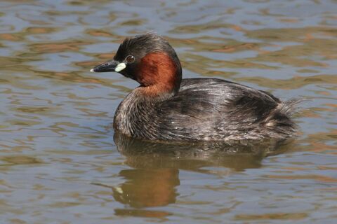 Little grebe | The Wildlife Trusts