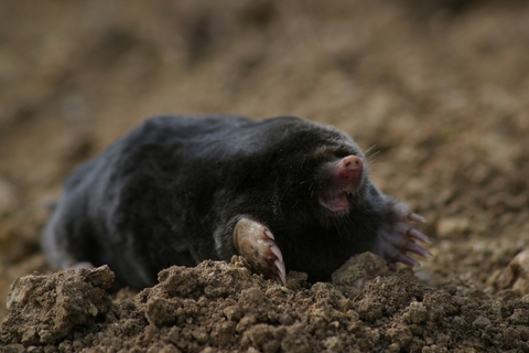 Moles Animal