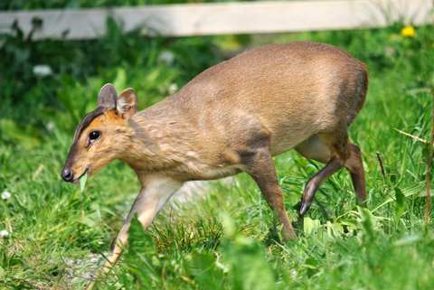 Muntjac deer | The Wildlife Trusts