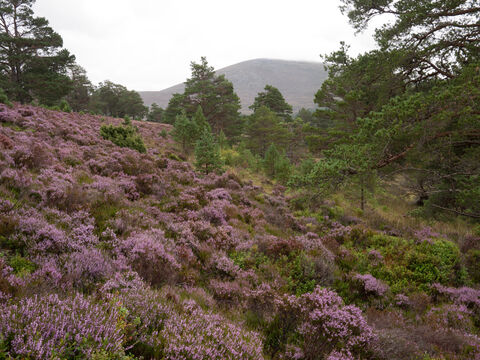 Caledonian forest | The Wildlife Trusts