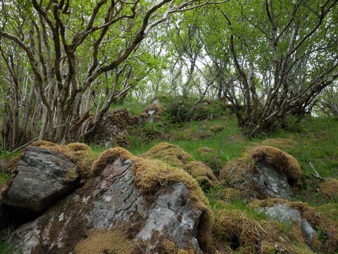 Atlantic hazel wood | The Wildlife Trusts