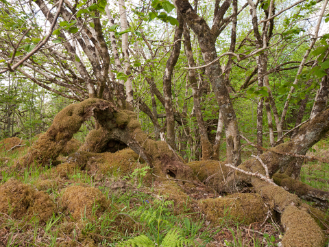 Upland mixed ash wood | The Wildlife Trusts